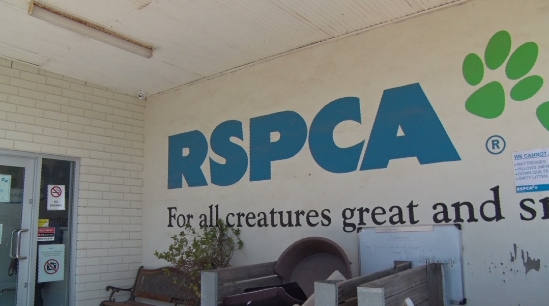 How the RSPCA landed on its feet during COVID-19